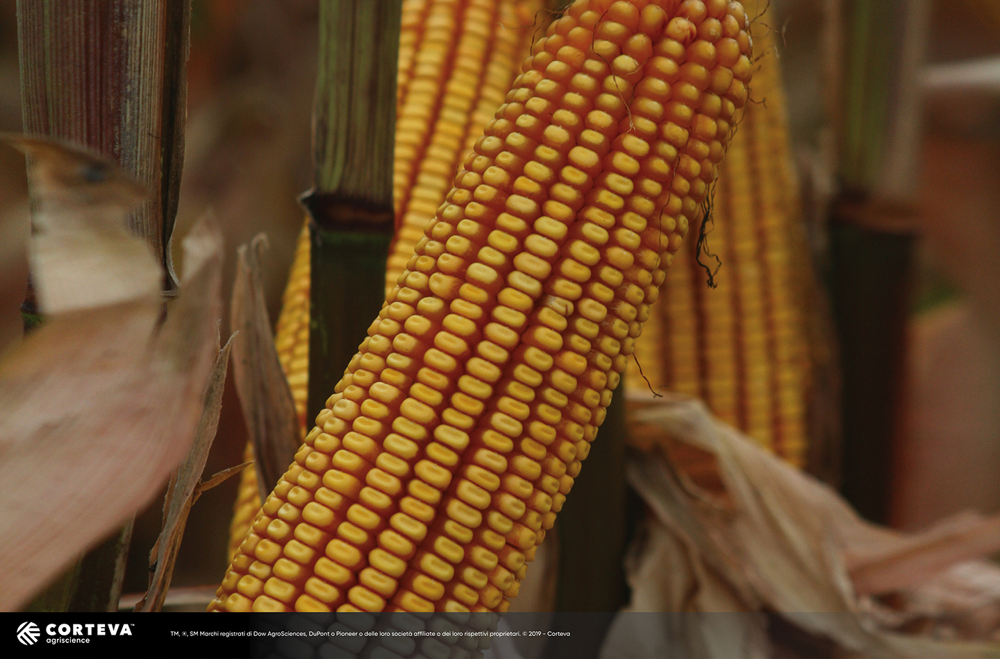 P1570E | Mais Pioneer