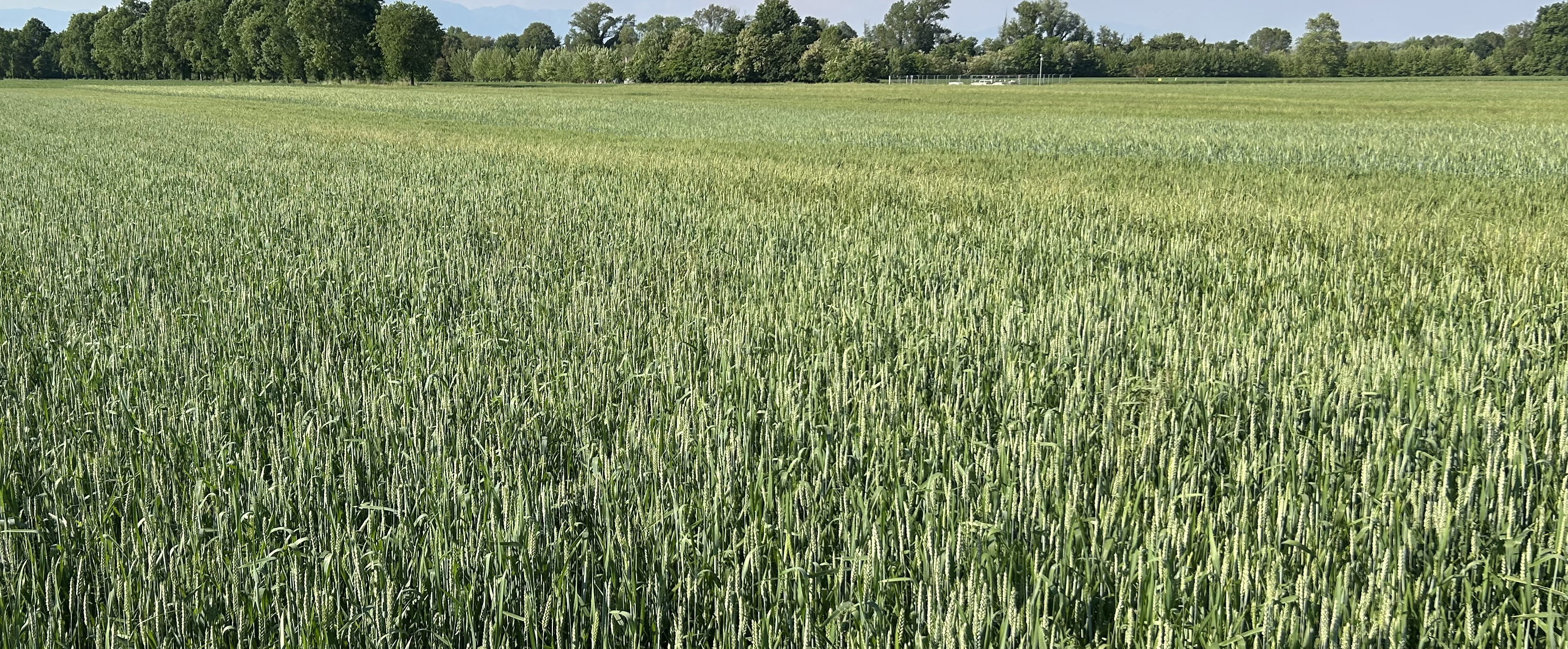 Frumax | Mix di frumenti ad uso foraggero Pioneer